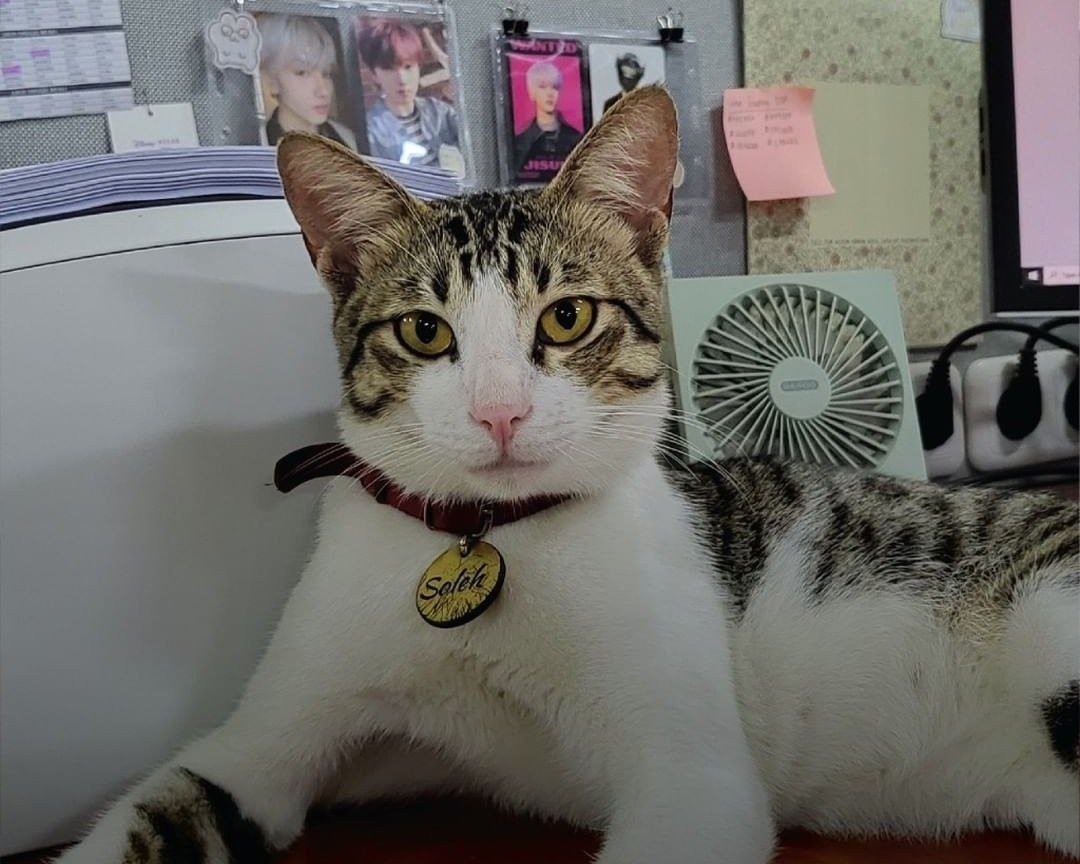 3 Kucing yang Diangkat Jadi Pegawai Kantor, Sukses Bikin Netizen Gemes ...