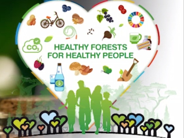 Hari Hutan Sedunia 2023 Diperingati 21 Maret, Ini Tema untuk Tahun Ini ...
