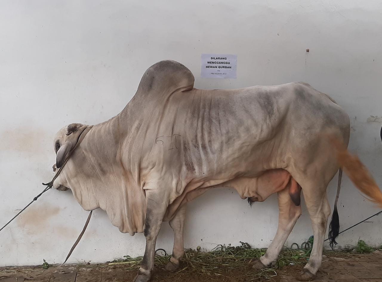 Capai Bobot 600 Kg Begini Penampakan Sapi Kurban Gubernur DIY - Hariane.com