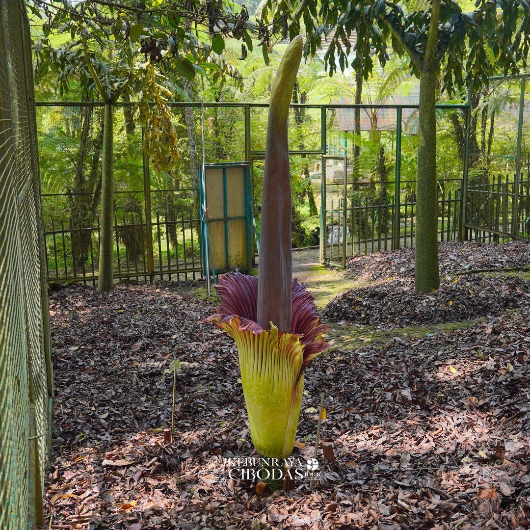 Mengenal Bunga Bangkai Koleksi Kebun Raya Cibodas yang Mekar Sempurna ...