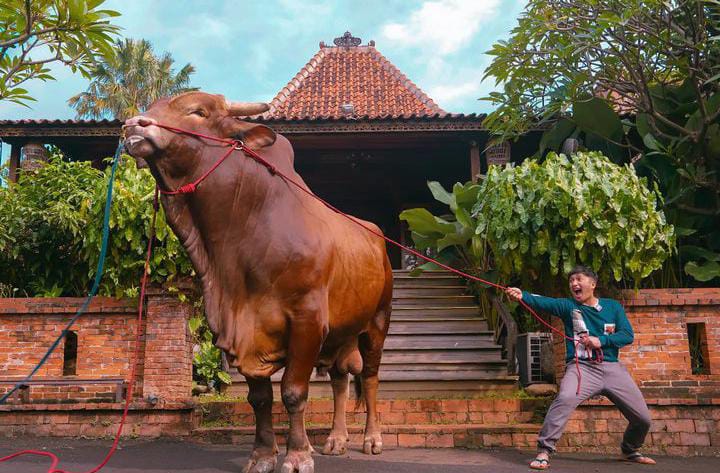 Proses Penyembelihan Golden, Sapi Kurban Irfan Hakim yang Sukses Bikin ...